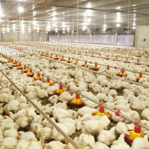 Copacol - A passion for Flavor