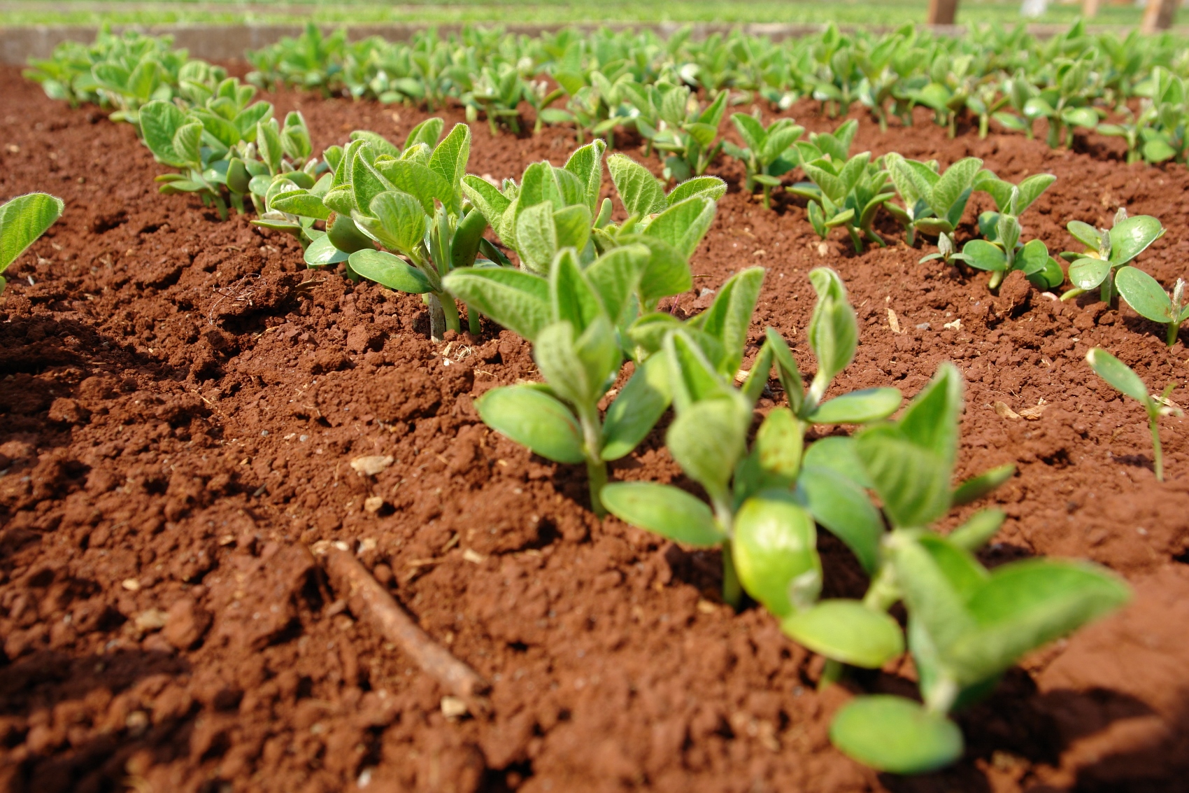 Copacol - Portal do Agronegócio - Chuva contribuiu para germinação da soja
